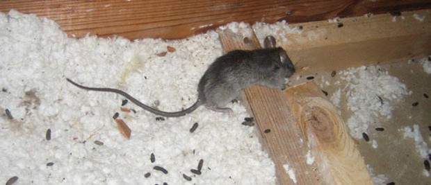 Rat Removal And Rodent Control In Orlando FL
