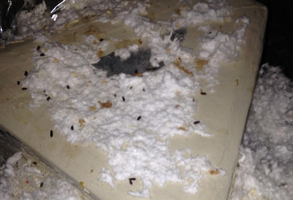 Mice Removal And Mouse Removal In Orlando FL