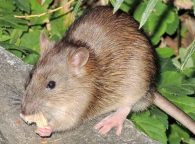 3 Common Types Of Rats In Florida | Animal Wildlife Trappers, Inc