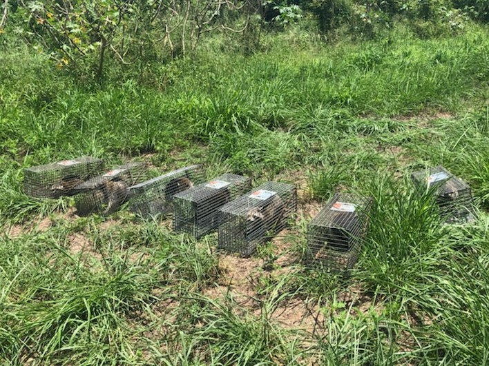 Humane Animal Removal | Animal Trappers