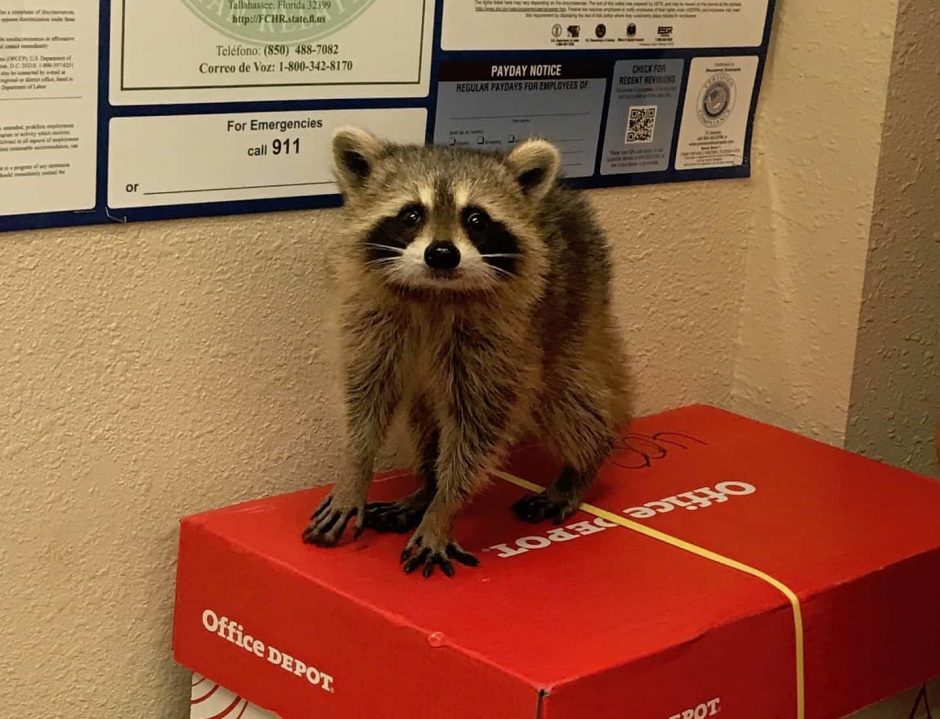 Orange County Animal Removal | Animal Wildlife Trappers, Inc Orange County Animal Removal | Animal Wildlife Trappers, Inc