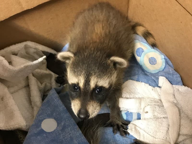 Bushnell Animal Removal | Animal Wildlife Trappers, Inc