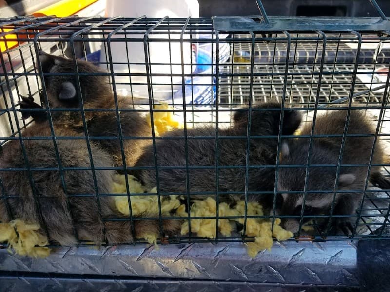 Apopka Animal Removal | Animal Wildlife Trappers, Inc