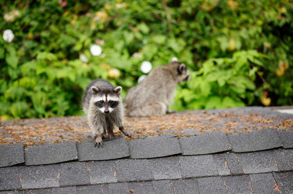 How To Get Rid Of Raccoons In The Garage | Animal Trappers