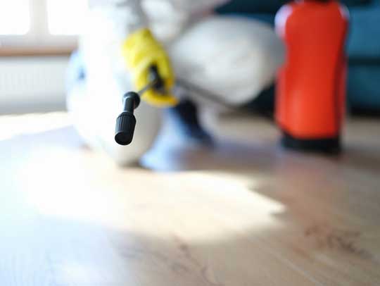 6 Affordable Critter Solutions You Can Try | Animal Trappers